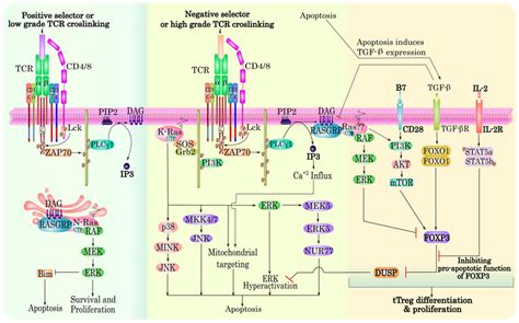 During T‐cell Development Positive Selection Signals Mainly Activate Download Scientific