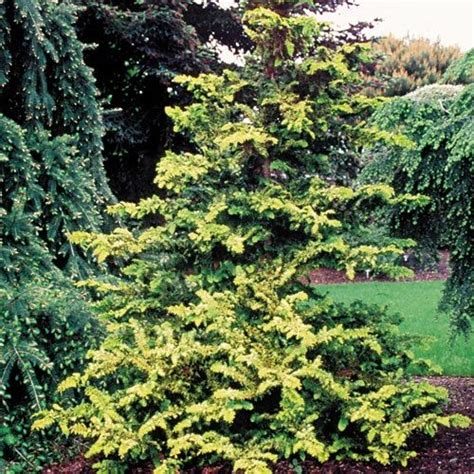 Information About Juniper Twig Blight And Control Artofit