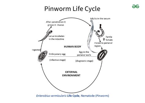 Pinworm Infection Causes Symptoms Treatment Pinworm