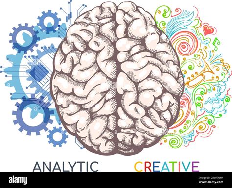 Left And Right Human Brain Functions Stock Vector Image Art Alamy