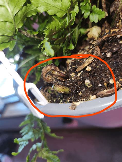 new fern root issue r houseplants