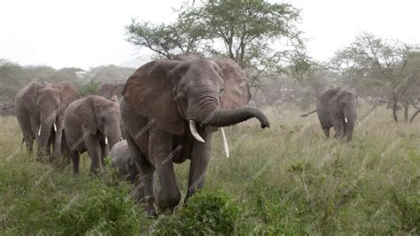 Premium Photo Elephants At The Serengeti National Park