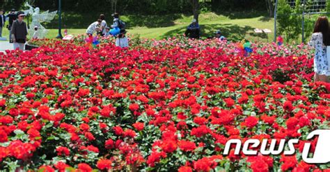 향기로운 장미꽃밭