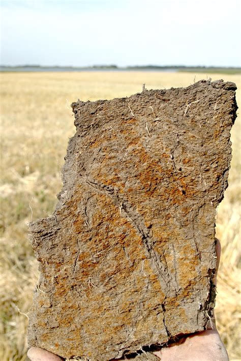 Redoximorphic Features Rmfs Redoximorphic Features Rmfs Flickr