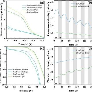 Photoelectrochemical Analysis On R Rubrum And R Rubrum CdS Biohybrid Download Scientific
