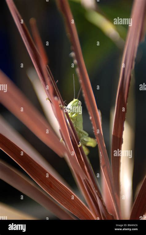 Giant Grasshopper Valanga Irregularis Helensvale Queensland