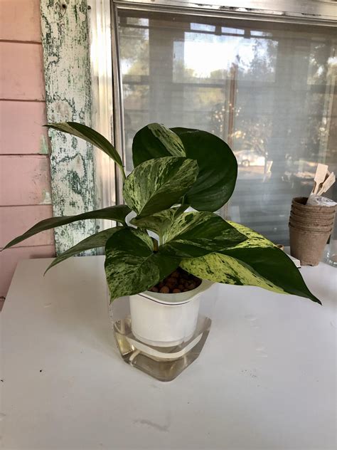 Propagation Journey Pt 3 Rpothos