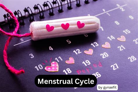 Understanding Your Menstrual Cycle A Comprehensive Guide Gynae Fit