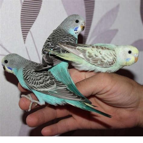 Волнистый попугай купить в Москве цена 350 руб дата размещения 05 07 2024 Птицы