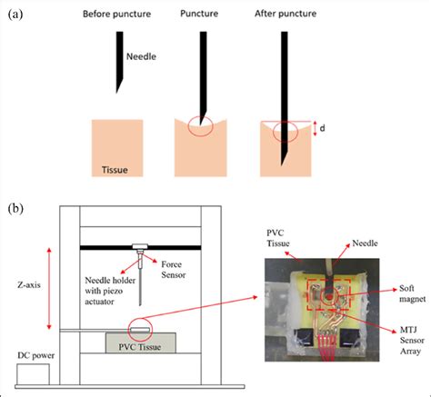 A The Schematic Representation Of The Tissue Deformation From Three Download Scientific