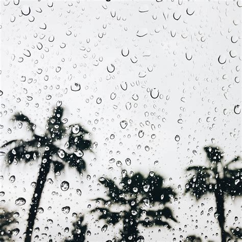Rain Drops Diffuser Blend Recipe The Daily Diffuser Blend