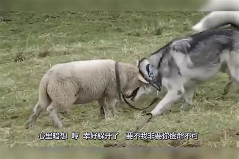 哈士奇到底有多二?被山羊欺负,打又打不过,只能边跑边骂!山羊哈士奇 哈士奇到底有多二?被山羊欺负,打又打不过,只能边跑边骂!山羊哈士奇