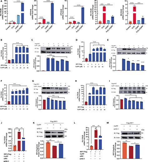 Bi Directional Regulation Of Type I Interferon Signaling By Heme Oxygenase 1 Iscience