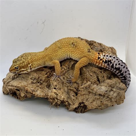 Leopard Gecko Care