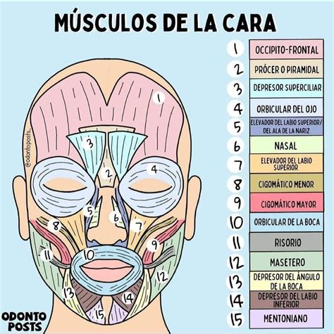 Pin De Tania Gtz En Estoma ♡ Anatomía Médica Músculos De La Cara Anatomia Humana Musculos