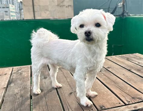 말티즈연두 강아지책임분양 강아지분양 고양이분양 컴투펫 시츄 셔틀랜드쉽독 말티푸 미니핀 치와와 요크셔테리어 포메라니안