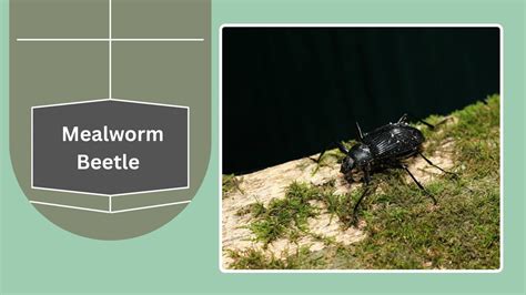 25 Types Of Darkling Beetles Identification With Pictures