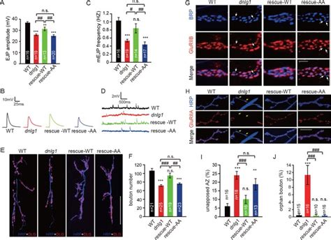 Figures And Data In Neurexin Neuroligin 1 Regulates Synaptic Morphology And Functions Via The
