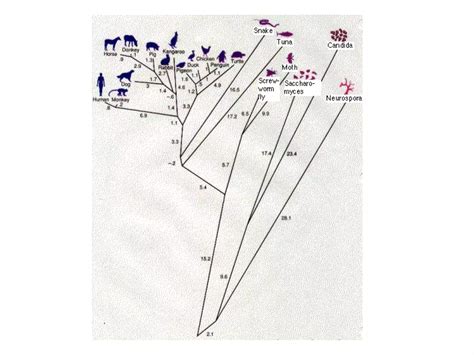 Taxonomy N Systematics Pptx