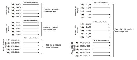 Illumina Short Read Sequencing Seqme
