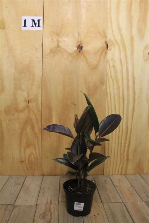 Ficus Elastica Ruby Tulbagh Tree And Plant Nursery