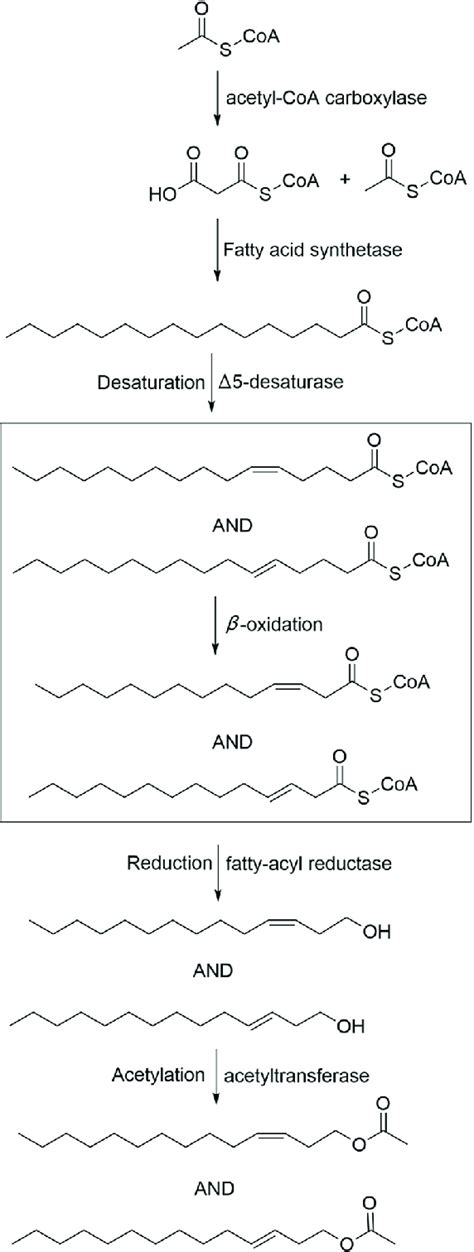 Putative Biosynthesis Pathway Of The Sex Pheromone Components Z3 14 Oac Download Scientific
