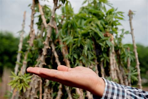 Cassava Stems Stock Illustrations 2 Cassava Stems Stock Illustrations