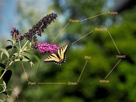 The Most Insightful Stories About Object Detection Medium