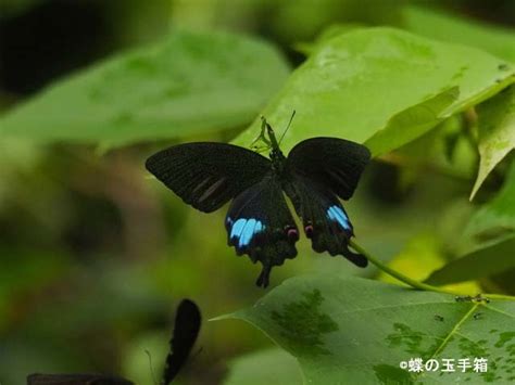 台湾遠征2タイワンルリモンアゲハ 蝶の玉手箱