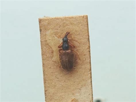 オトシブミ科 Attelabidae 島根大学標本資料類データベース