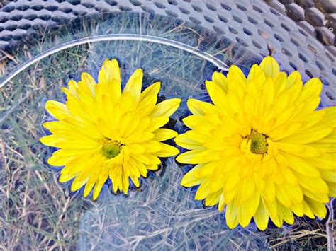 ورد اصفر لتزيين المنزل