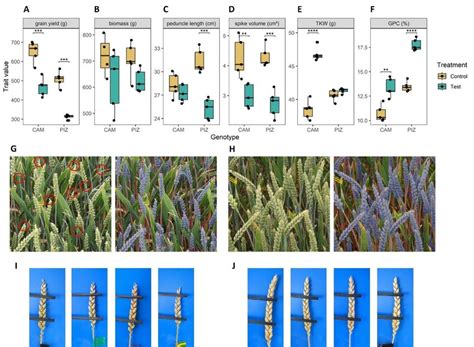 Effects Of Canopy Shading On Agronomic Traits And Canopy Download