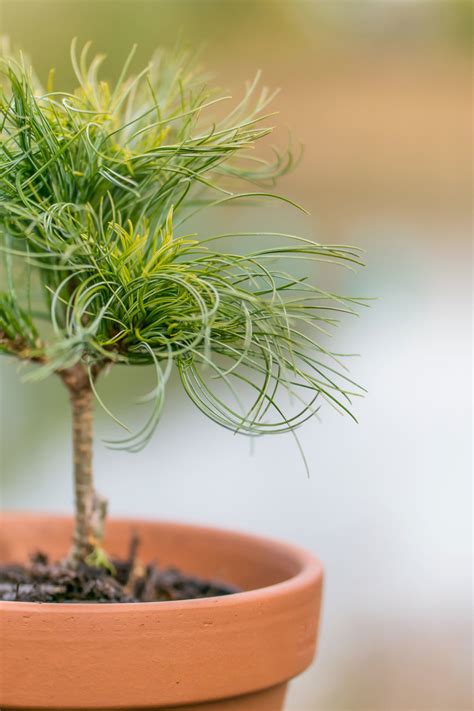 Pinus Strobus Tiny Curls Limecrossnursery