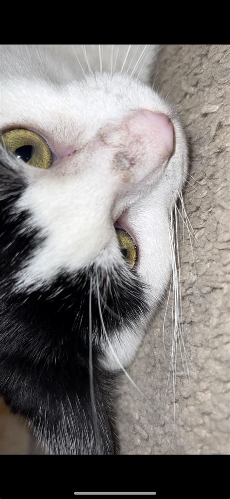 Spots On My Cats Nose Rcats