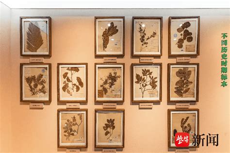 打卡南京林业大学树木标本馆20余万件藏品展现生命自然之美 标本室 历史 中国