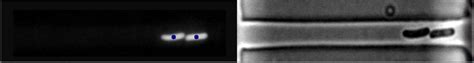 Pythonopencv — Matching Centroid Points Of Bacteria In Two Images