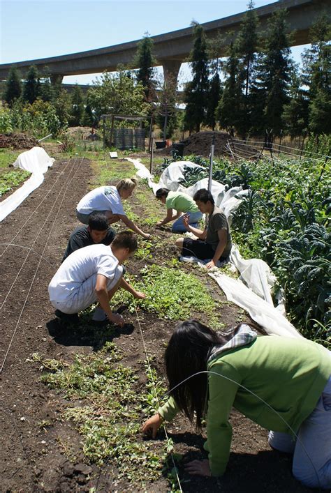 DSC Veggielution Community Farm Flickr
