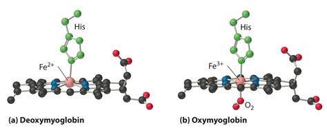 4 2 Oxygen Transport By The Proteins Myoglobin And Hemoglobin Chemistry Libretexts