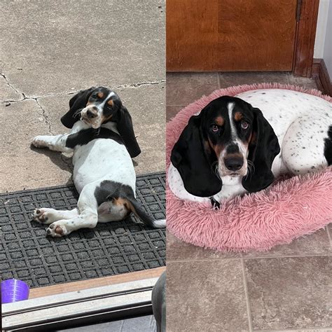 My First Basset Hound Rbassethounds