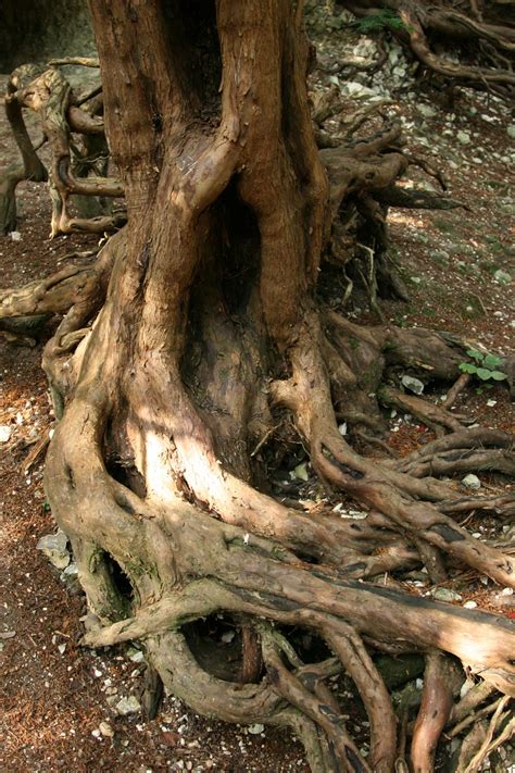How Deep Are Yew Tree Roots At Noah Stretch Blog