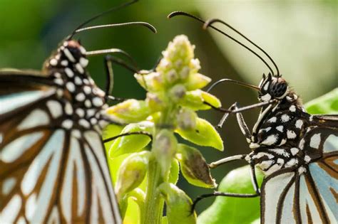 20 Weird Insects And Most Interesting Insects In World Earth Life