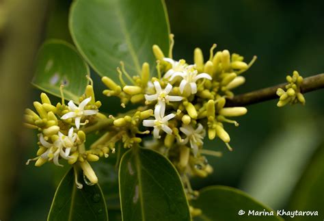 Trees of Tropical Asia - Olax