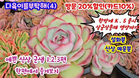 다육이를부탁해4 예쁜 군생 신상 다육이를 123편 한편으로 즐겨보기 방문 20할인까지 Youtube