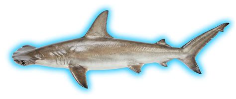 Scalloped Hammerhead Shark Species Guide And Leaderboard Catchvault
