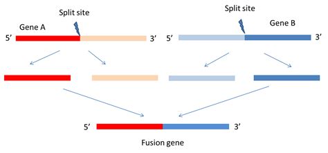 Fusioncancer A Database Of Cancer Fusion Genes Derived From Rna Seq Data Rna Seq Blog