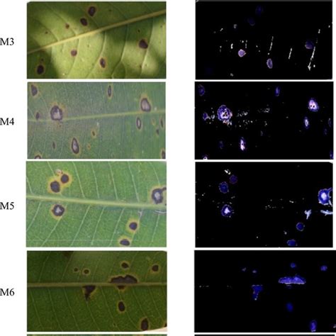 Segmentation Results For The Identification Of Anthracnose From Mango Download Scientific