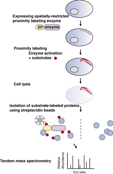 Proximity‐dependent Labeling Methods For Proteomic Profiling In Living Cells An Update Bosch