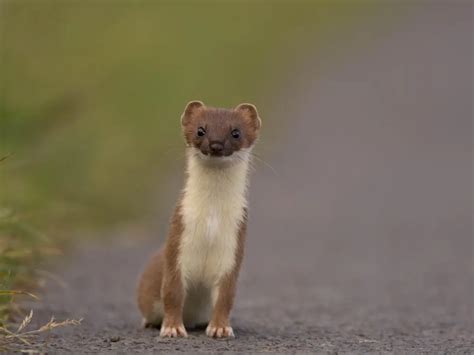 The Irish Stoat From Ice Age To Citizen Science Age By Ruth Hanniffy