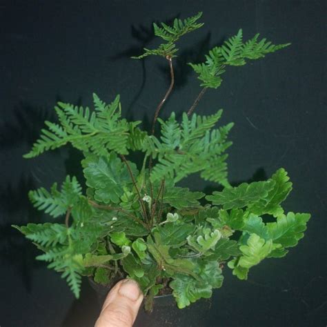 Hemionitis Palmata Tropischer Farn Mit Verschiedenen Blättern