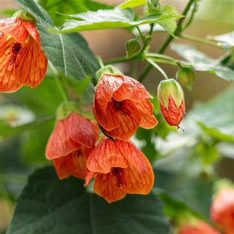 Abutilon × Hybridum Picturethis
